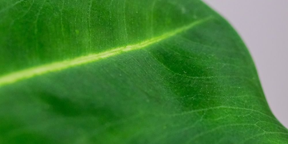 Why is My Plant Sad? Investigating the Causes of Unhappy Houseplants ...